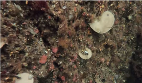 New Zealand sees record bleaching of sea sponges – Kashmir Media Watch